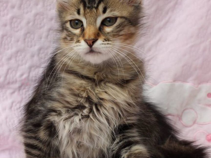 Котёнок Тоша в добрые руки