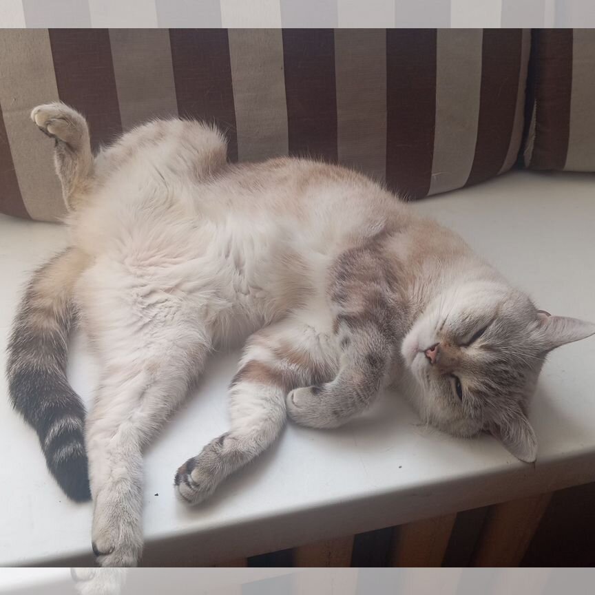 Шотландская прямоухая короткошёрстная, взрослая кошка