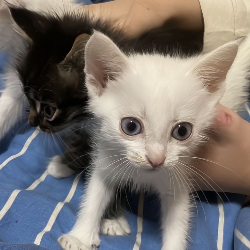 Котёнок в добрые руки