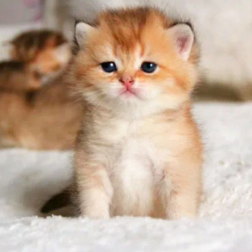 Шиншилловые плюшевые малыши беби-фейс