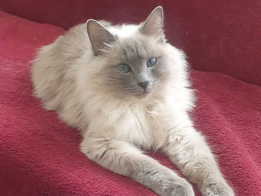 Кошка
