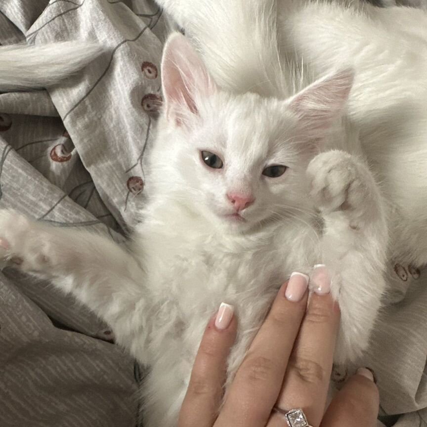 Отдам 2х белоснежых котика