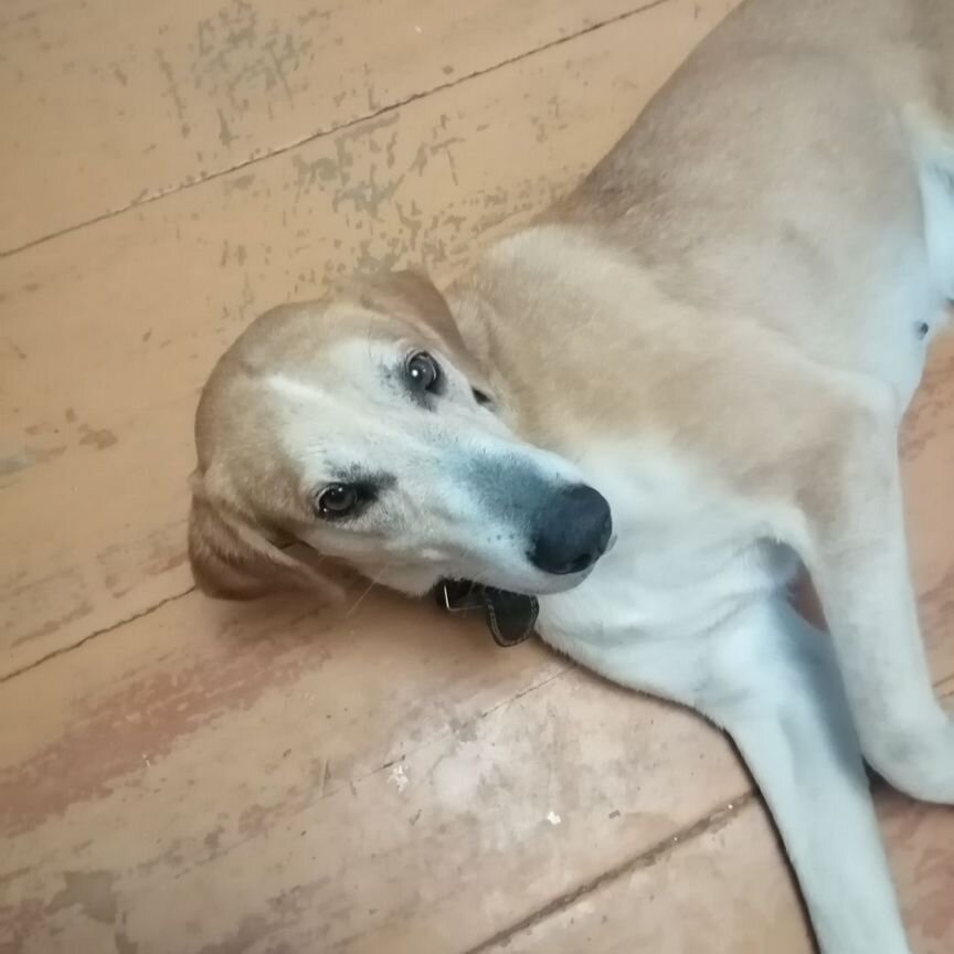 Русская гончая