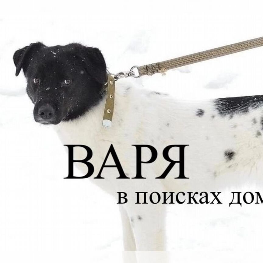 Взрослая собака в добрые руки