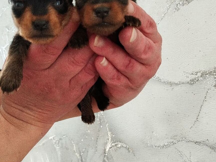 Щеночки йорики