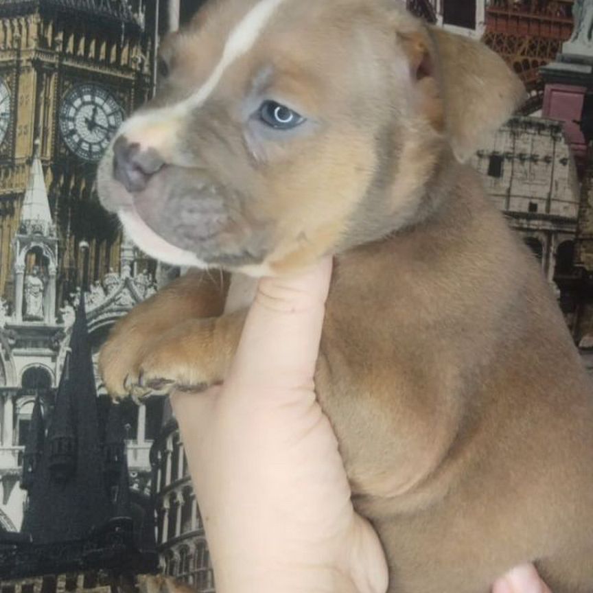 Мальчишки ам булли