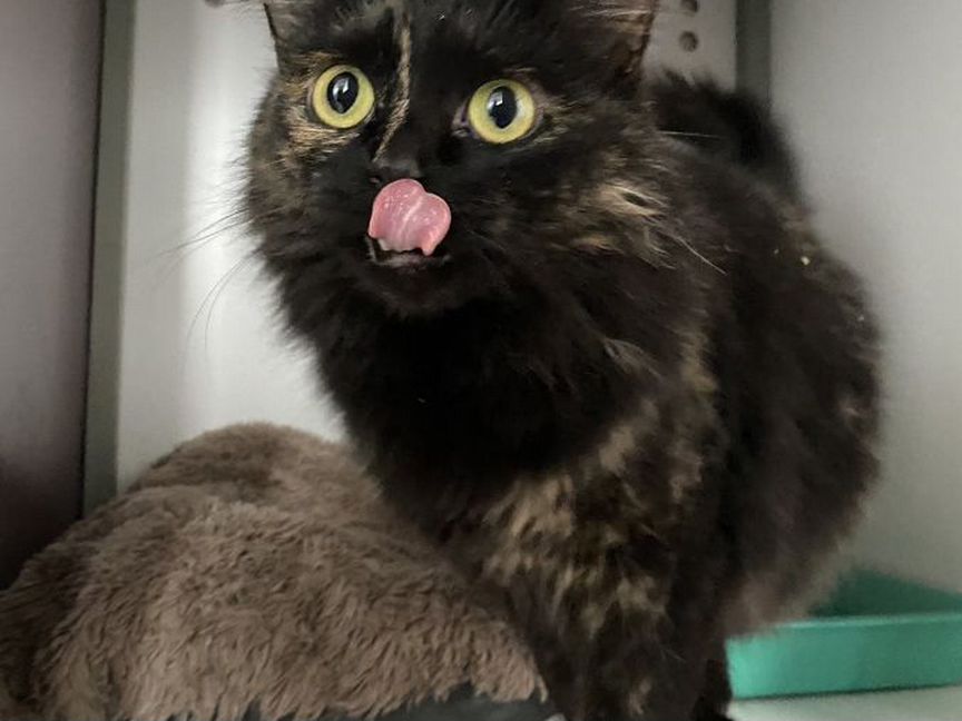 Кошка