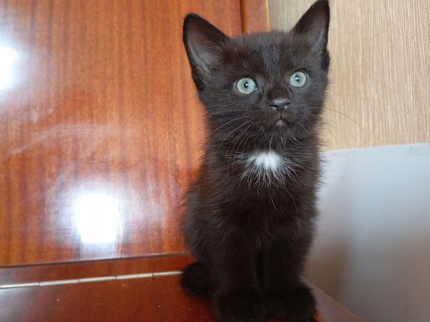 Котята в очень добрые руки