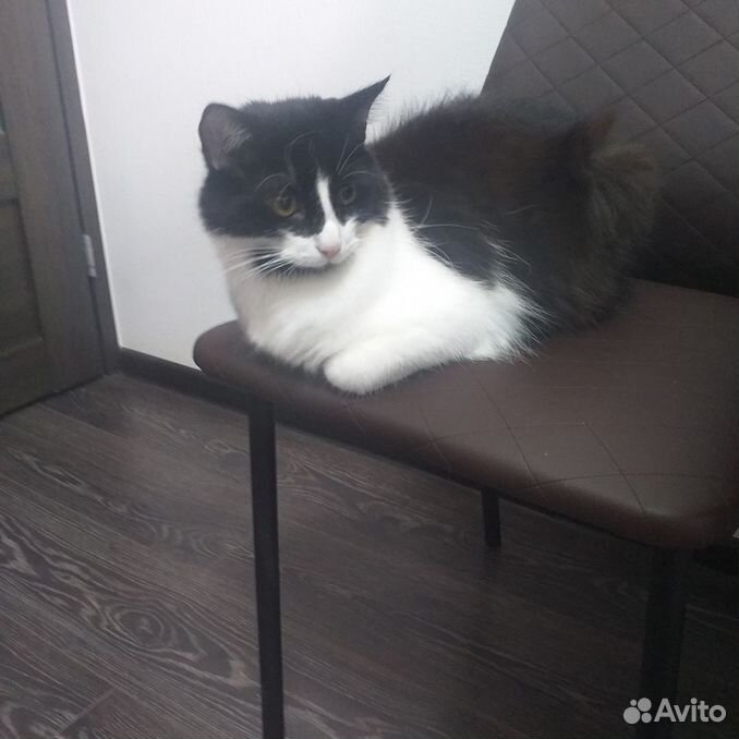 Котик Чарли
