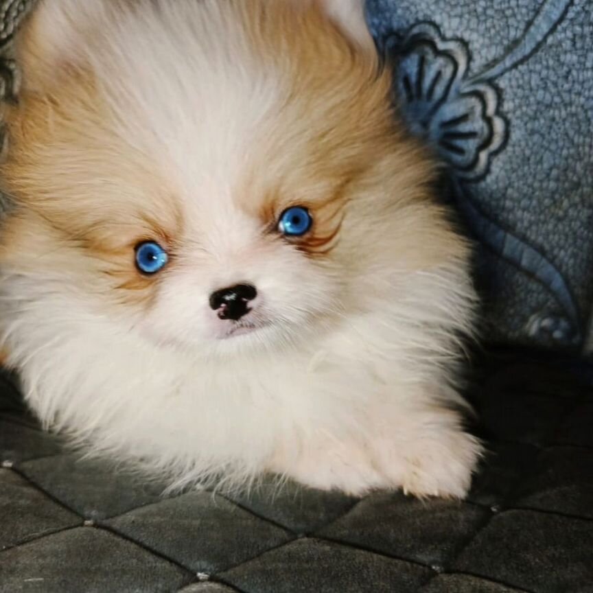 Шпиц Пом Голубоглазый Принц