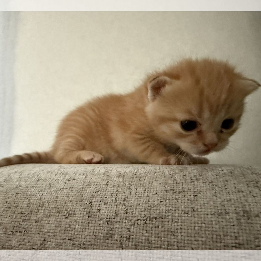 Шотландские котята