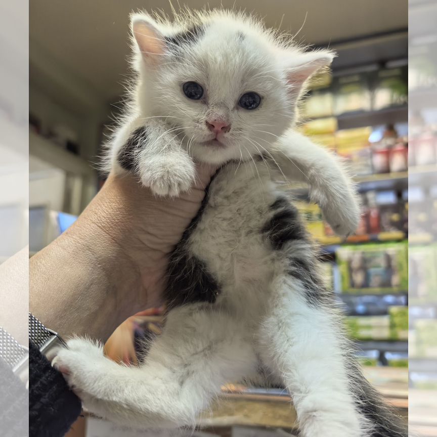 Котёнок в добрые руки