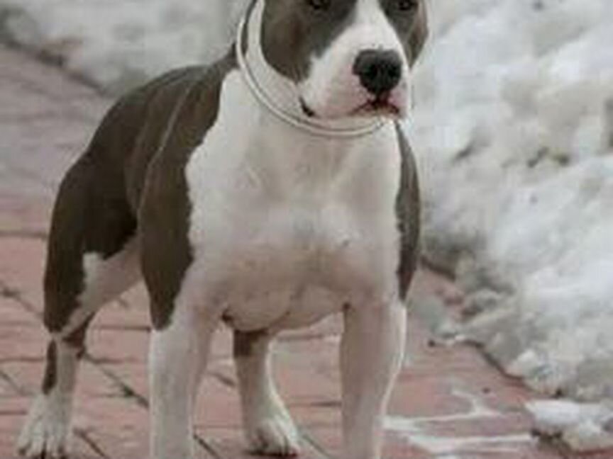 Стаффордширский терьер