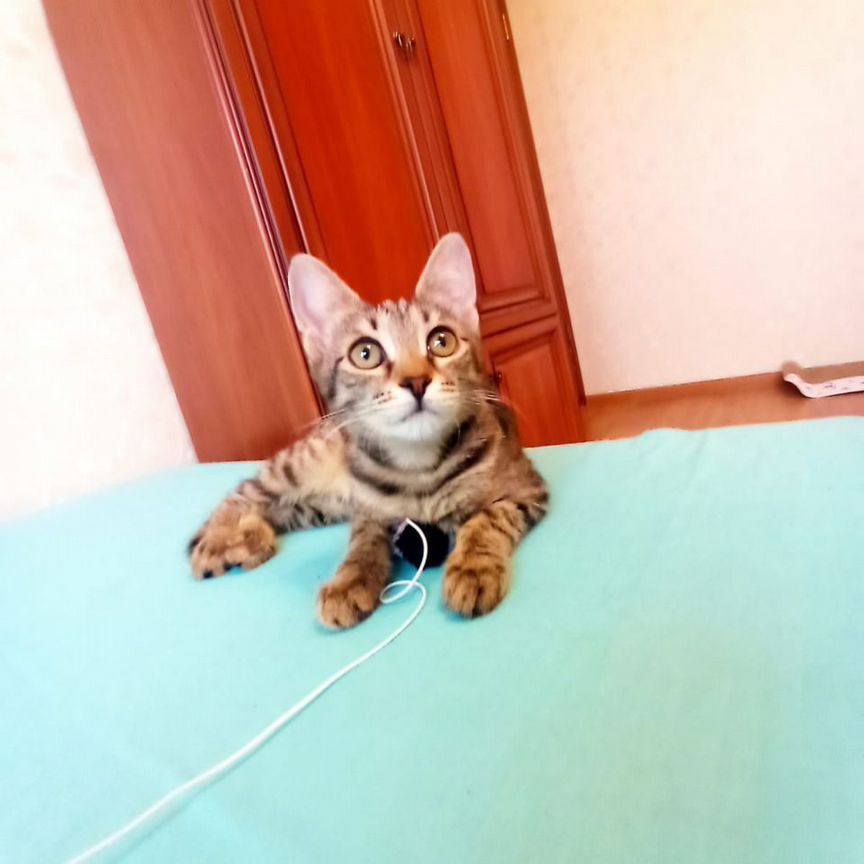 Котенок Глаша ищет добрые руки