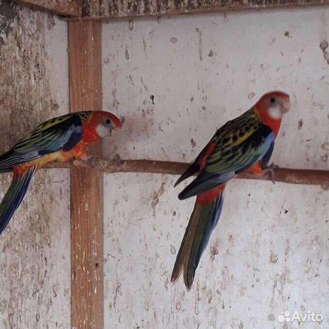 Розелла красная