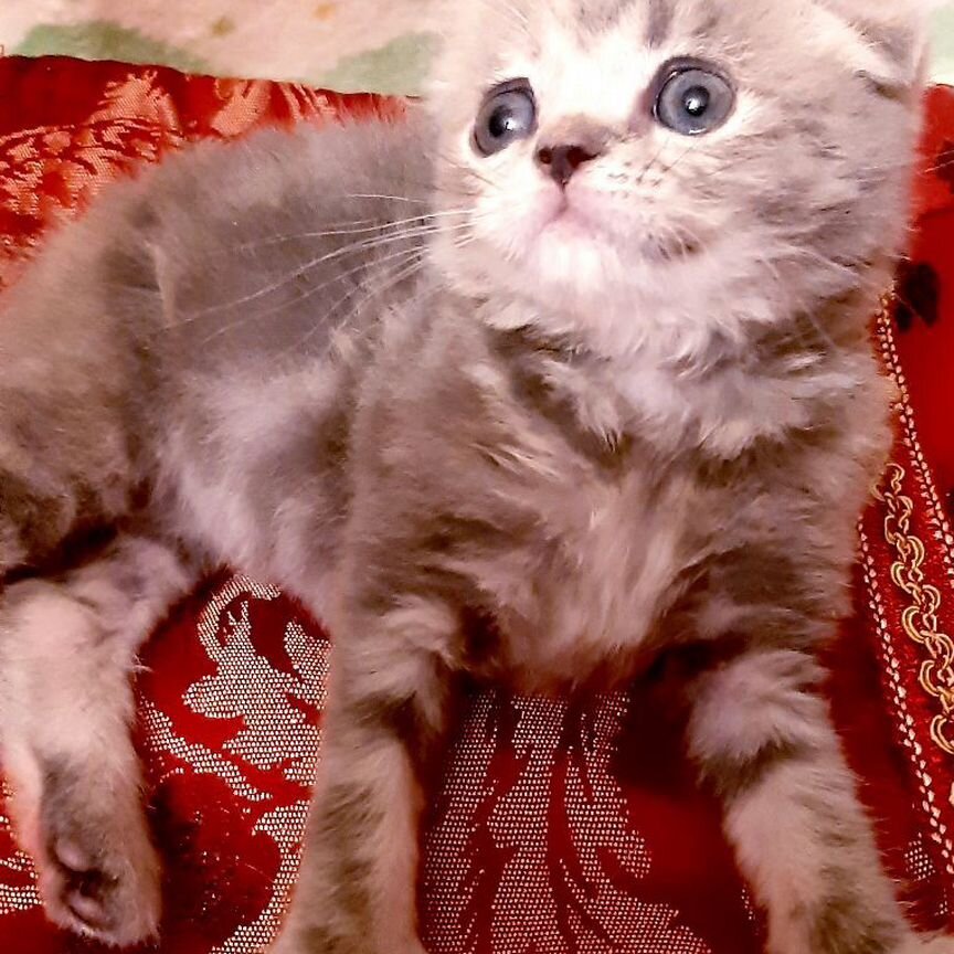 Шотландские котята