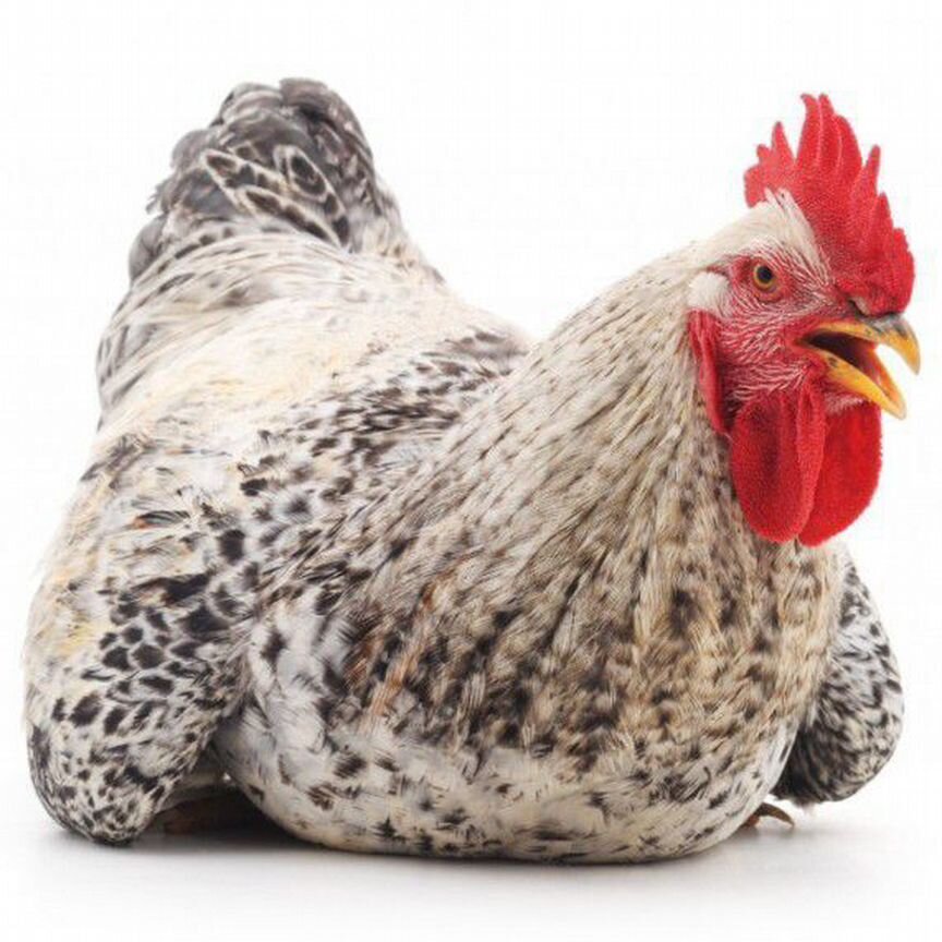 Инкубационное яйцо