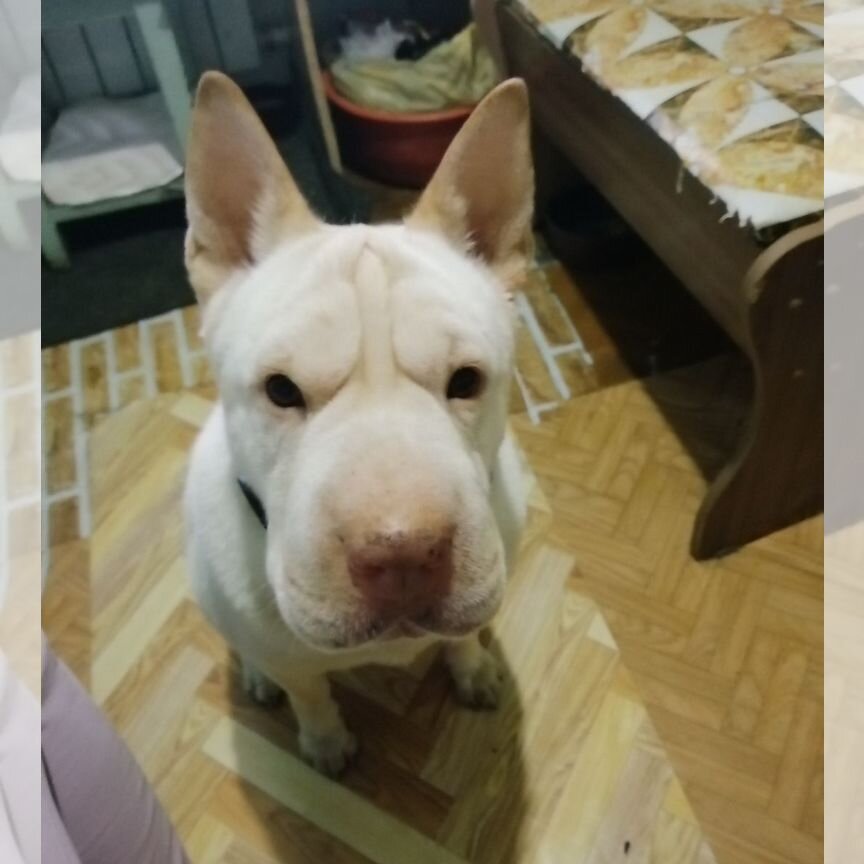 Шарпей, взрослый пёс