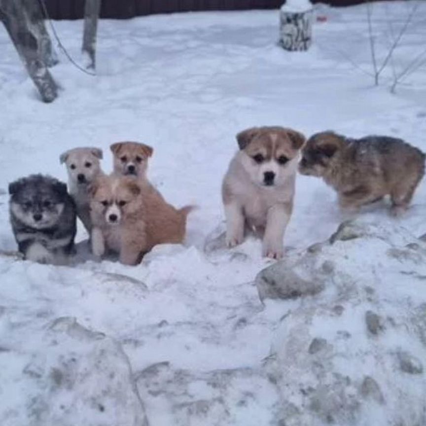 Щенок в добрые руки