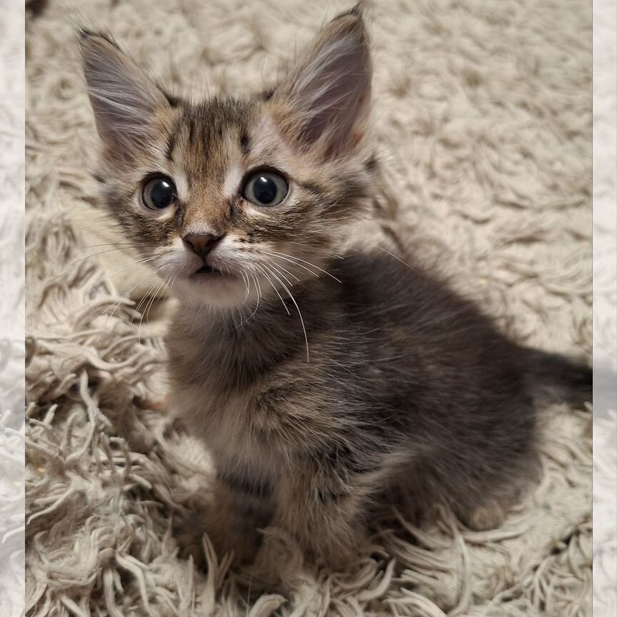 Котята