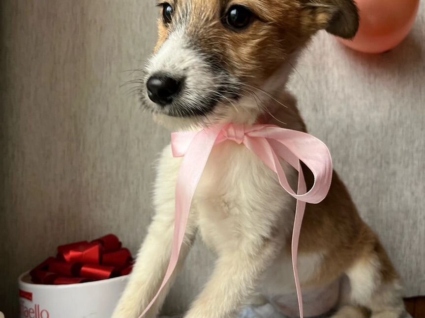 Щенок в добрые руки бесплатно