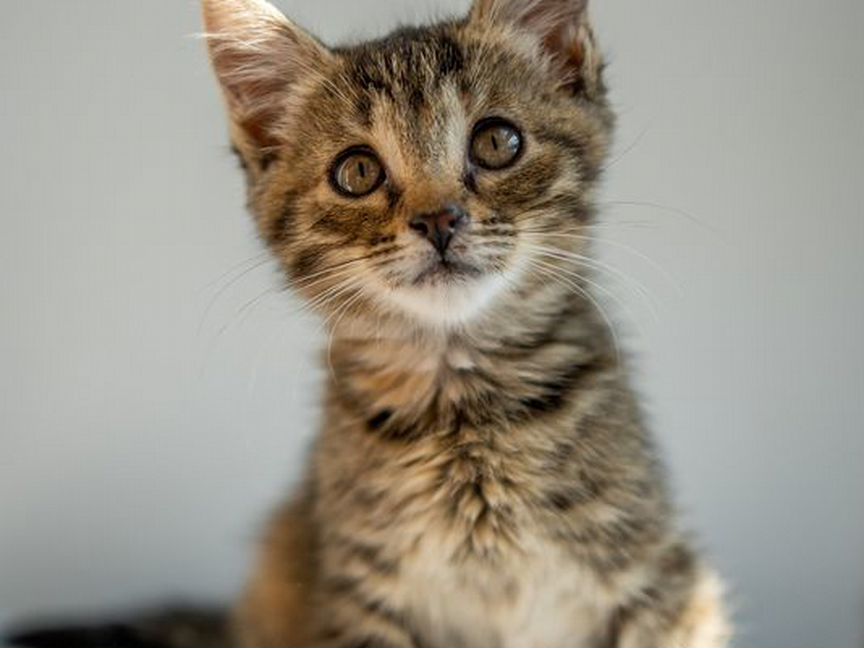 Самые ласковые котята, которым больше всех нужен д