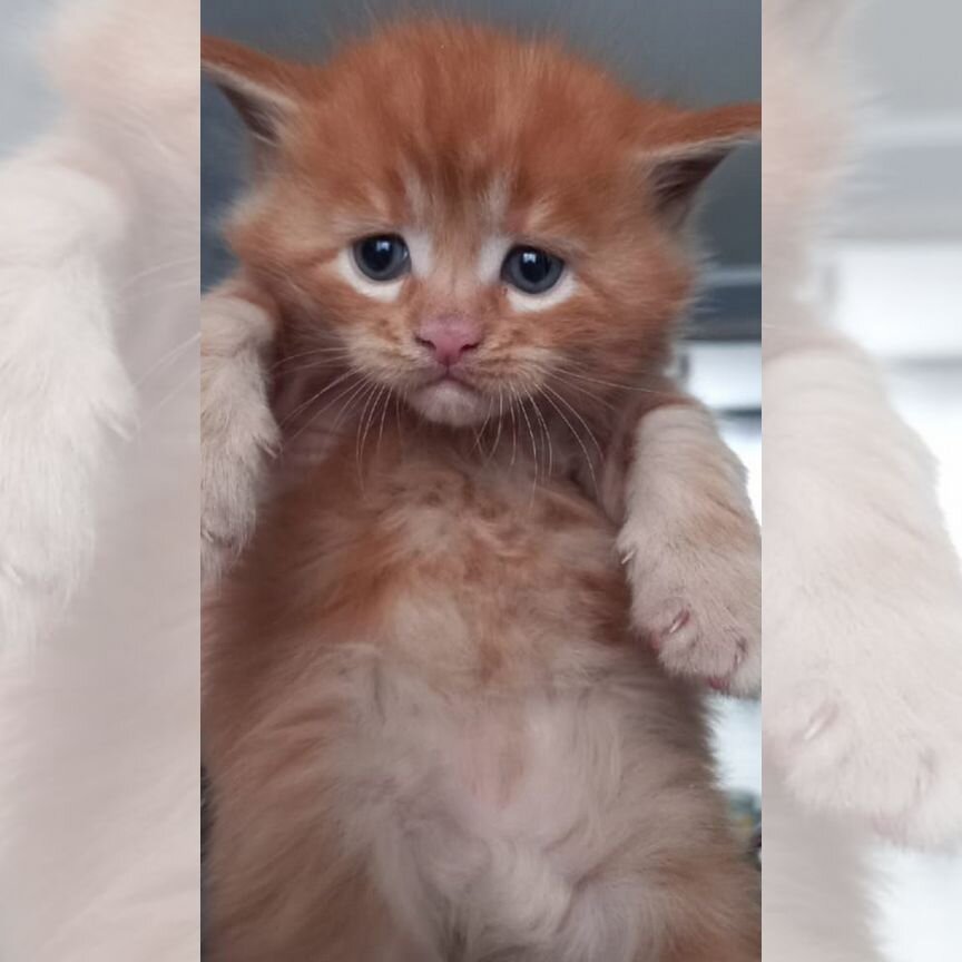 Мейн-кун котёнок