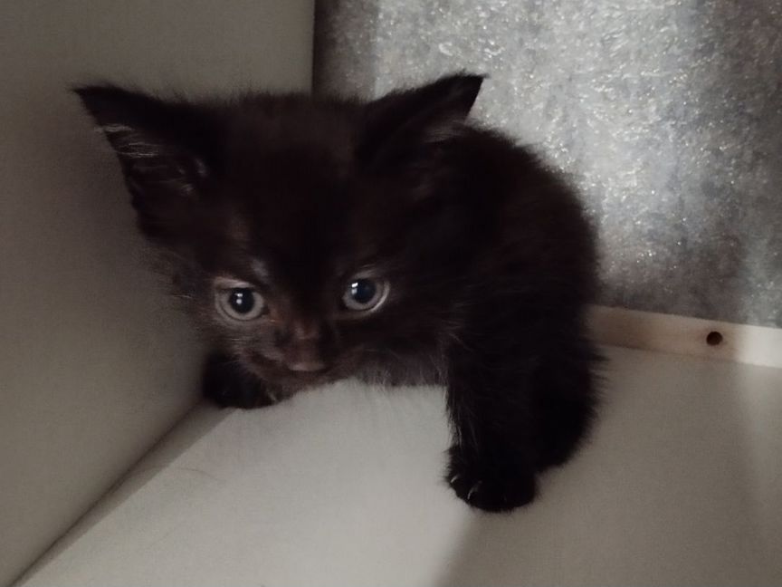 Отдам котенка британец