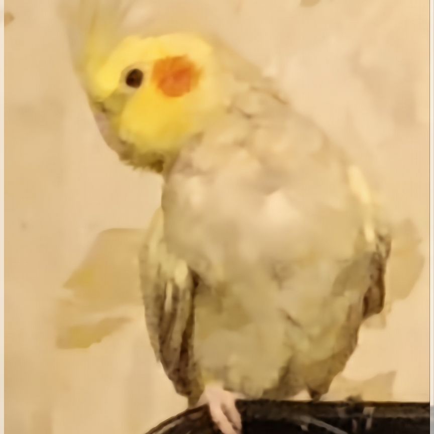 Попугай корелла с клеткой