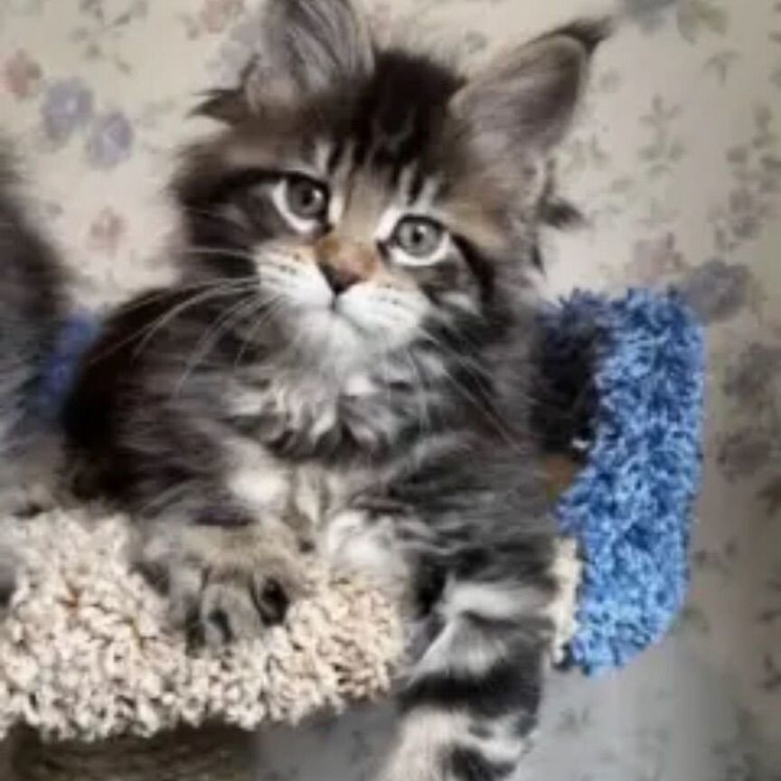 Котята
