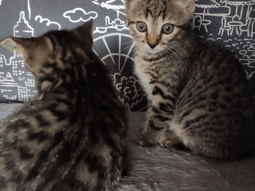 Отдаю котят в заботливые и ответственные руки