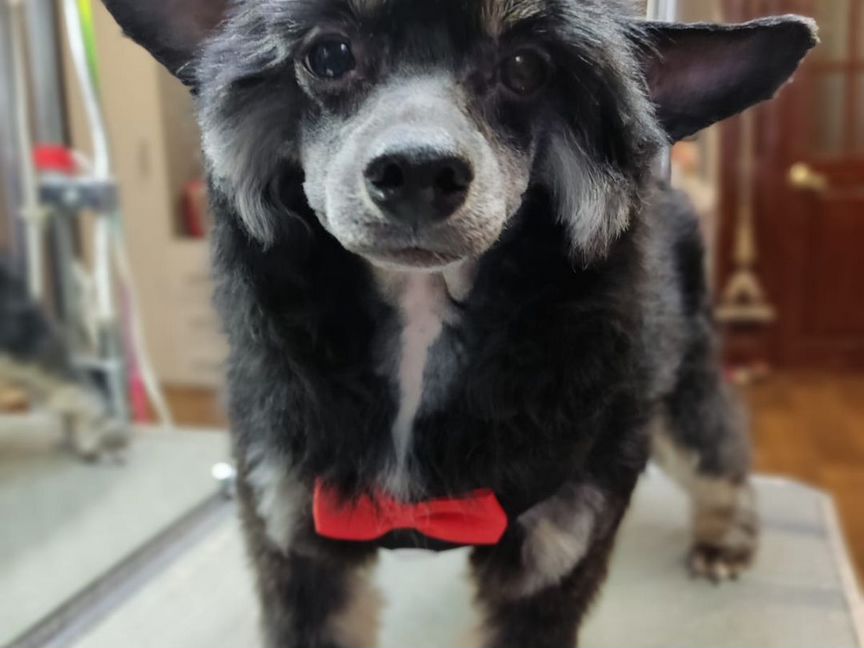 Сэм китайская хохлатая в добрые руки