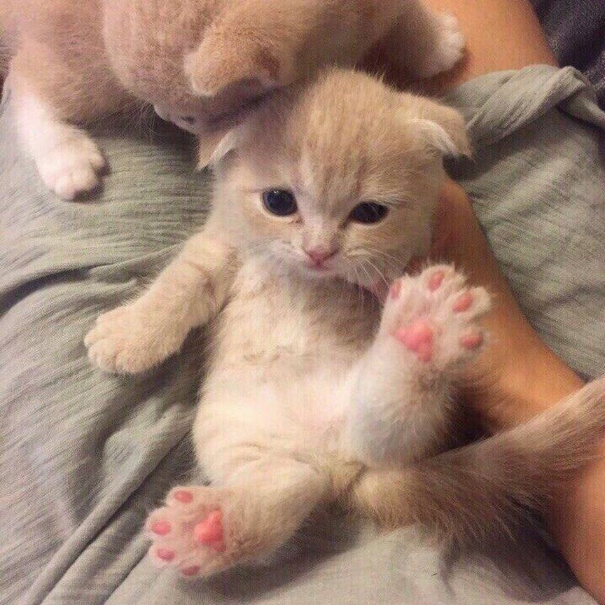 Котята шотландские