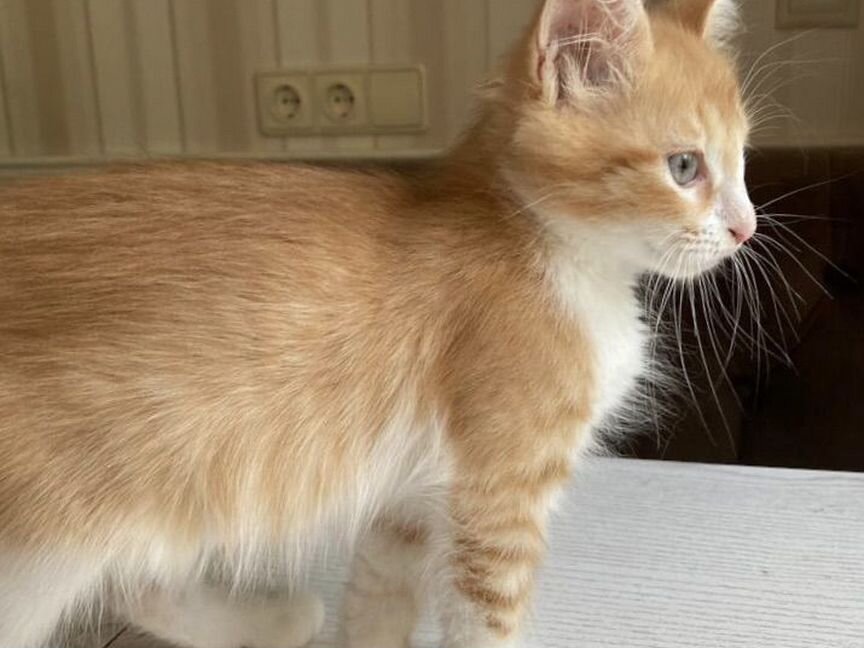 Котята рыжие пушистые