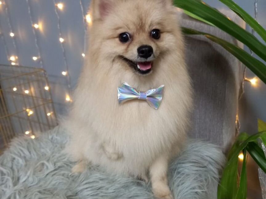 Шпиц ищет любимую девочку