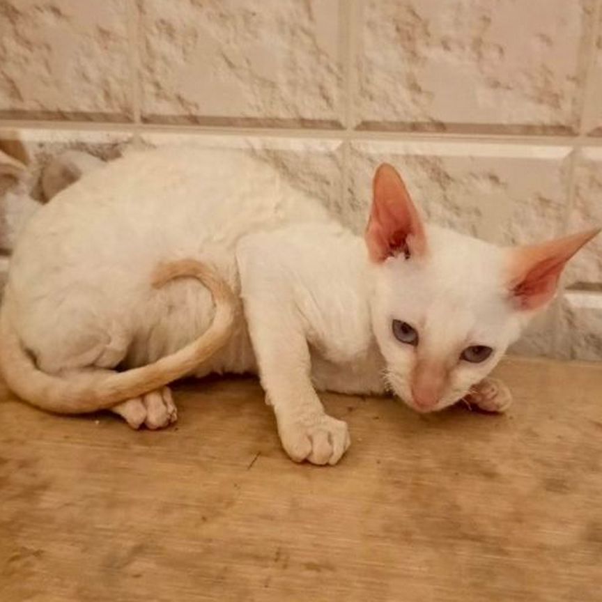 Корниш-рекс котёнок
