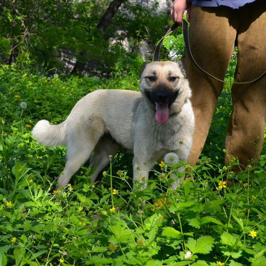 Василиса в поисках дома