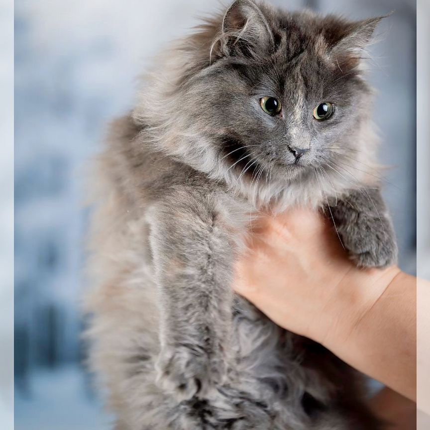 Норвежская лесная кошка