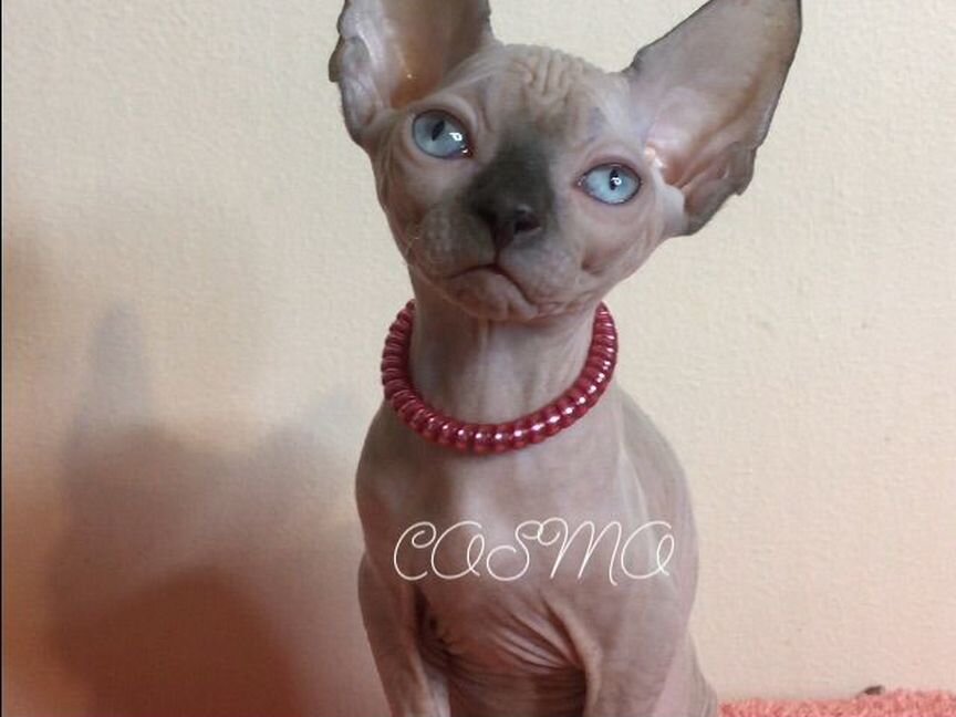 Девочка канадского сфинкса