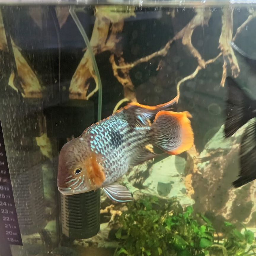 Аквариумные рыбки