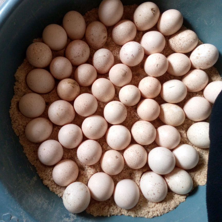 Яйца для инкубации индюков