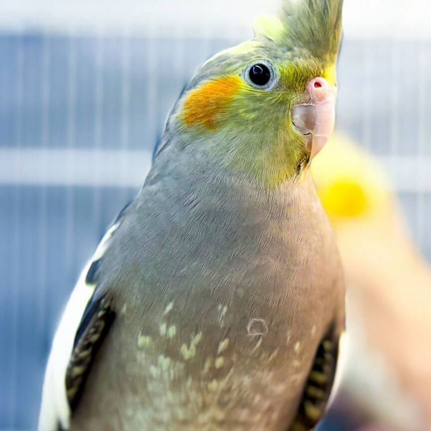 Корелла птенцы 3 мес