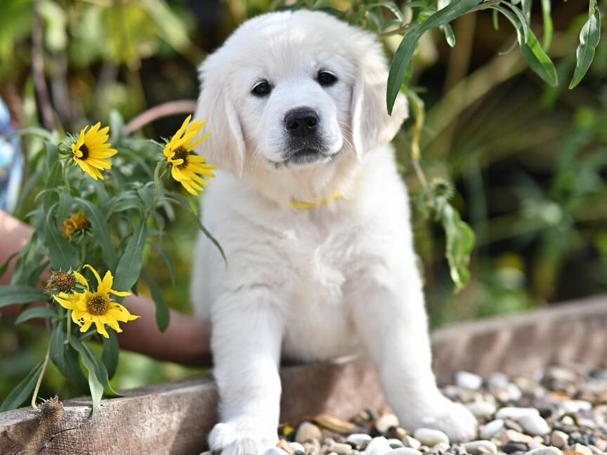 Голден ретривер