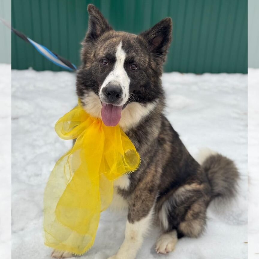 Собака Красавчик Джейкоб в добрые руки Кобель