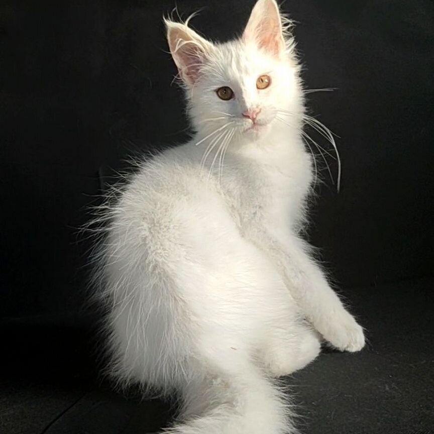 Шикарный белоснежный котик