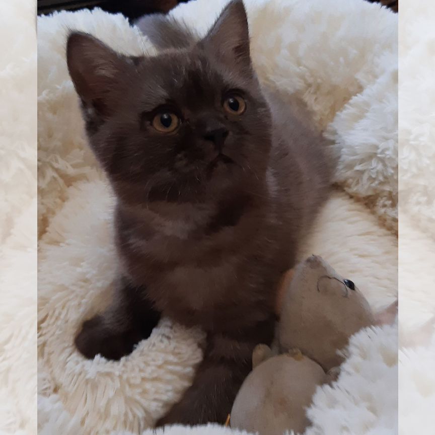 Шотландский вислоухий короткошёрстный котёнок