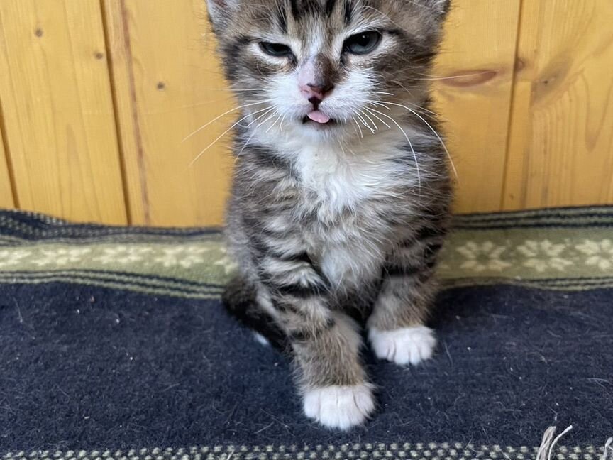 Необычный котенок 2 мес в дар