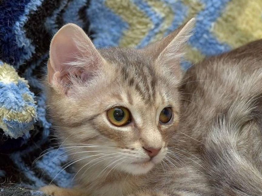 Котенок дымчатый