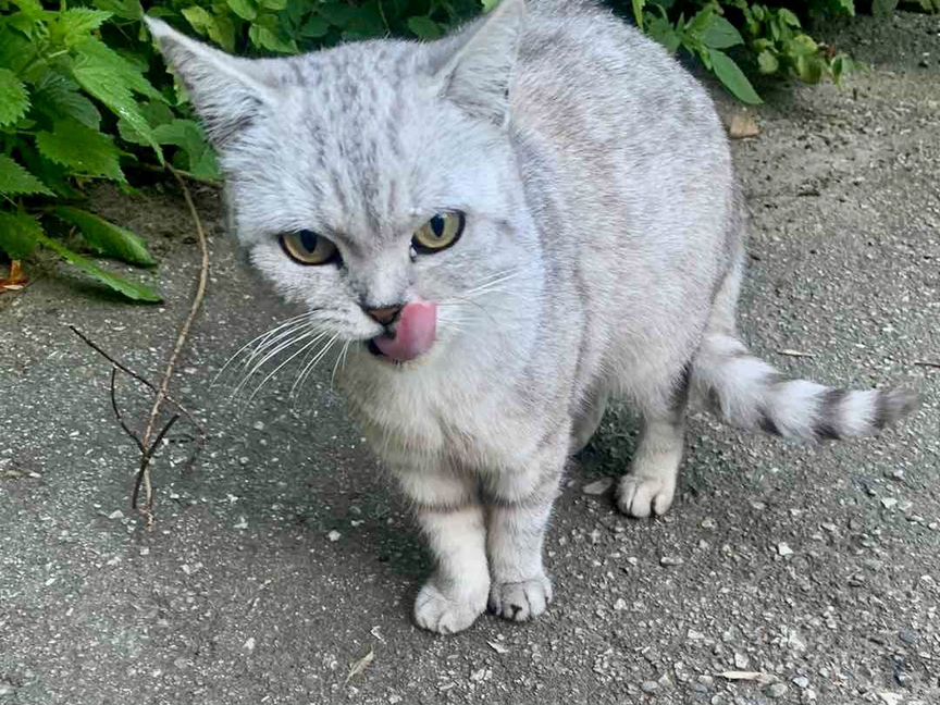 Кошка мраморного окраса