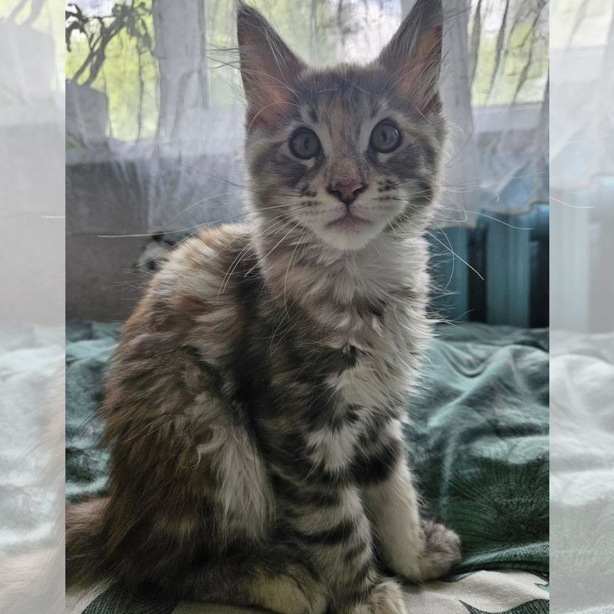 Мейн-кун котёнок